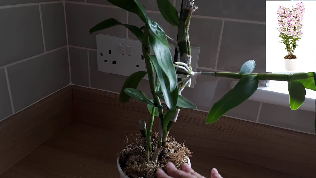 Propagating Dendrobium Orchids with Kieki's - YouTube