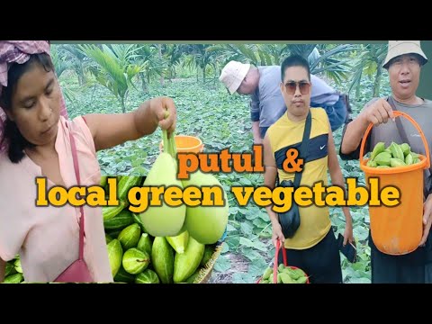 putul collecting 🥒 local green green vegetable collecting 🥰 - YouTube