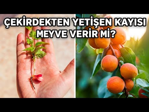 Çekirdekten Yetişen Kayısı Meyve Verir Mi? 