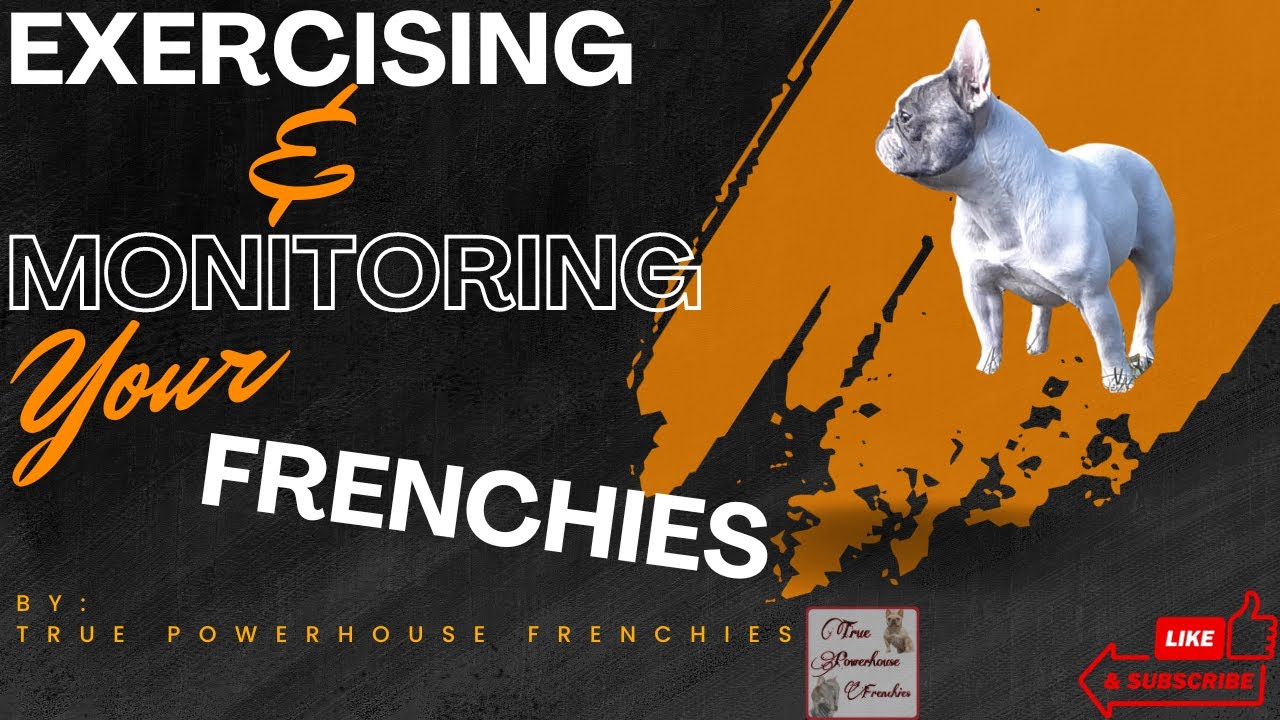 Exercising & monitoring your frenchies - YouTube