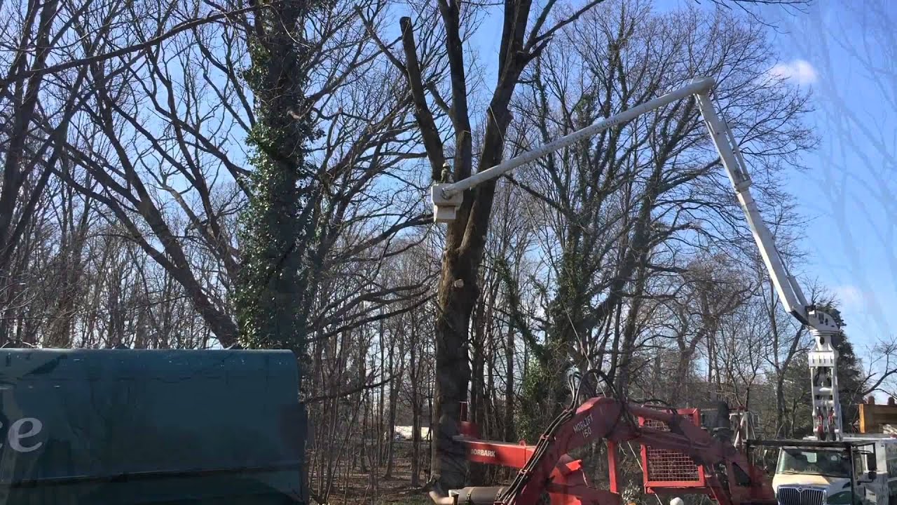 Tree Trimming - YouTube