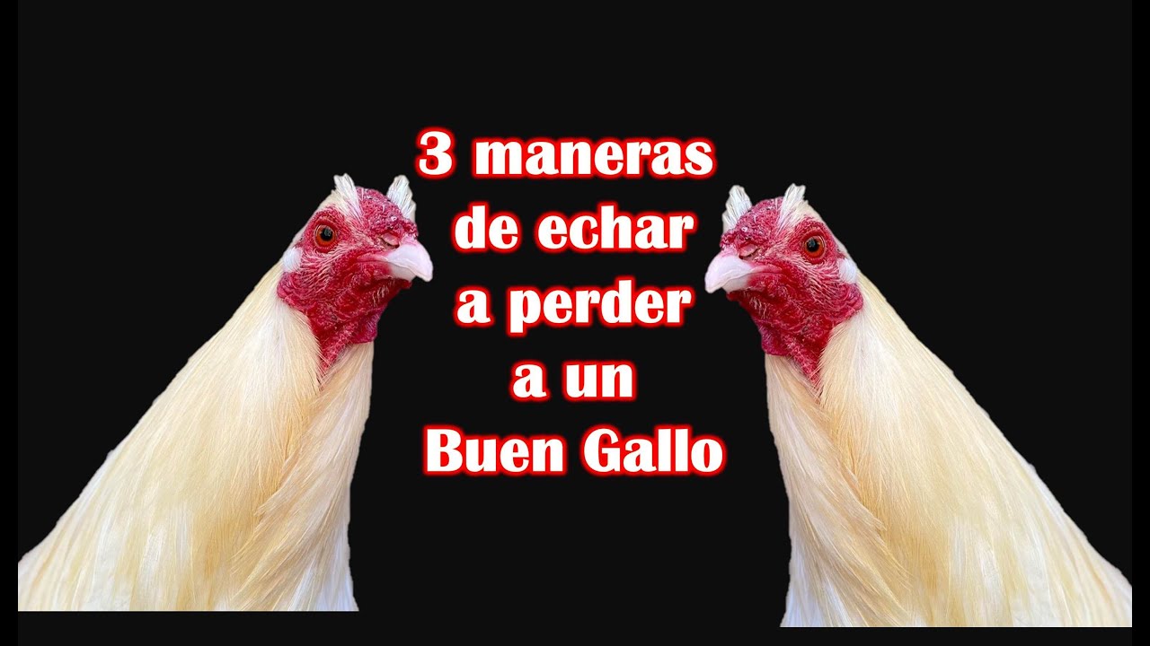 3 Maneras de echar a perder a un buen gallo - YouTube