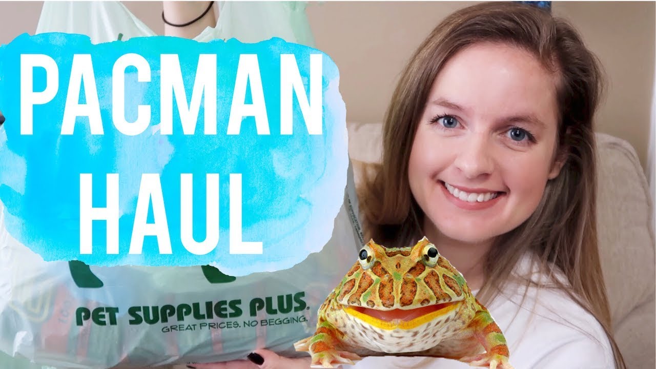 Pacman Frog Supply Haul | Pet Supply Haul | My Pacman Lemon - YouTube