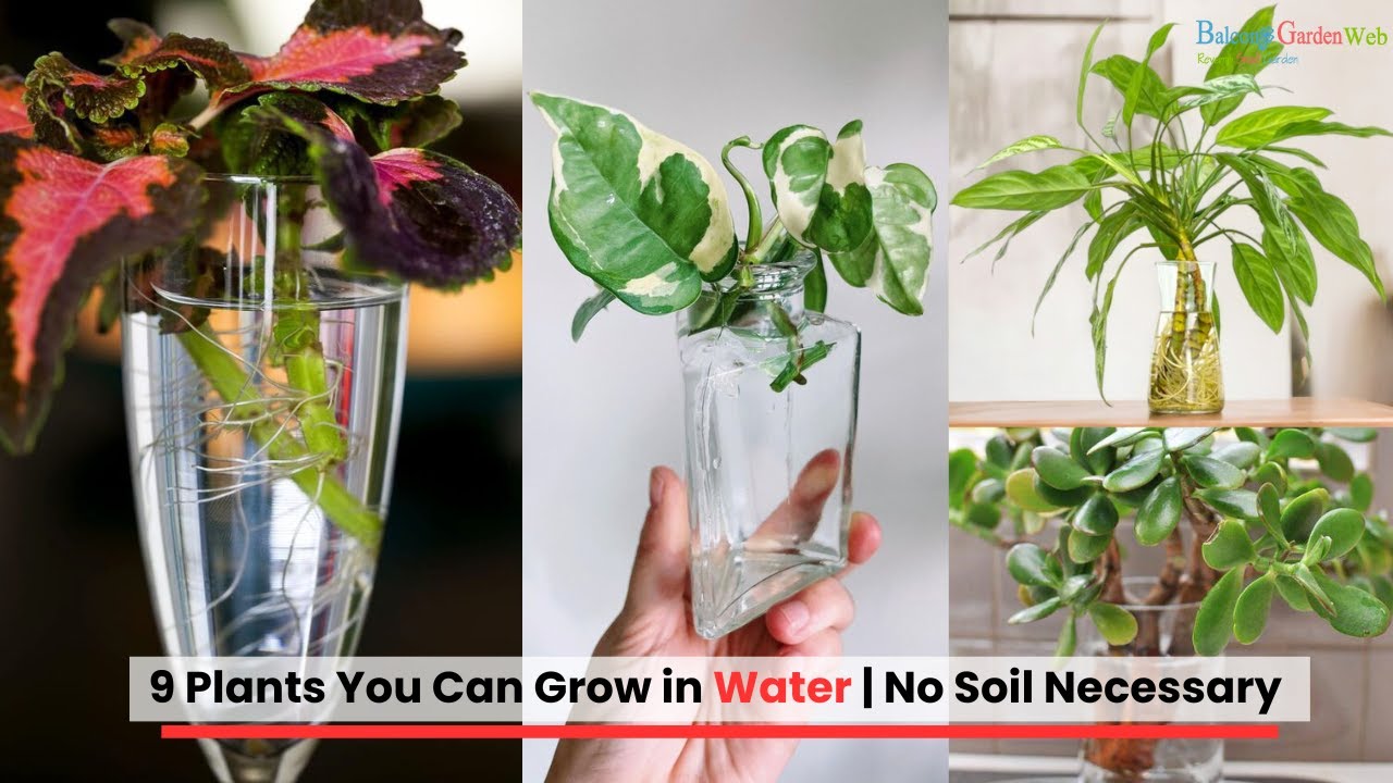 9 Plants You Can Grow In Water No Soil Necessary YouTube 9-plants-you-can-grow-in-water-no-soil-necessary-youtube