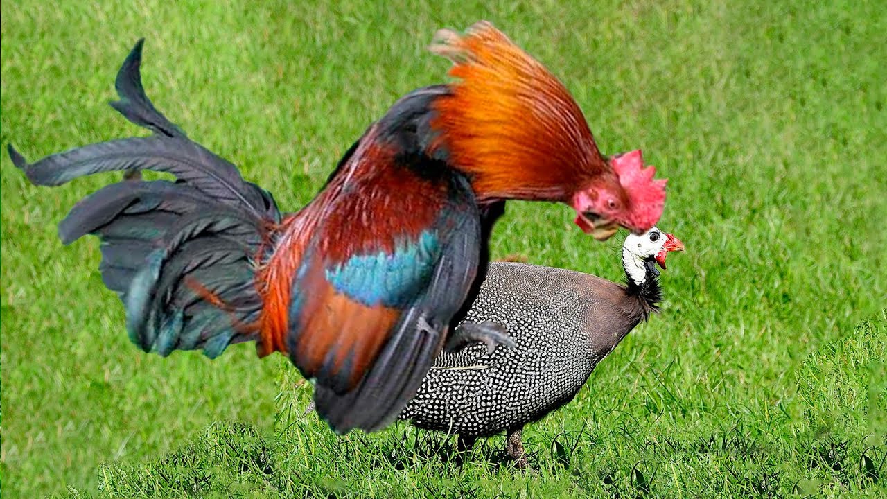 O QUE ACONTECE QUANDO GALO CRUZA COM GALINHA D'ANGOLA? - YouTube