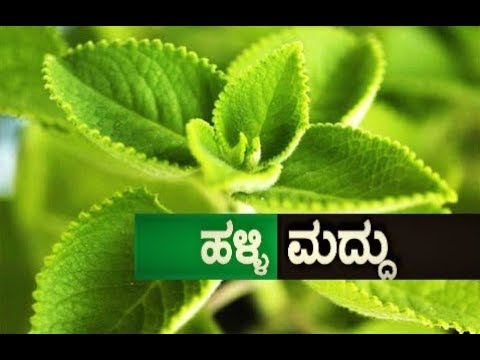 ಹಳ್ಳಿ ಮದ್ದು - ಔಷಧೀಯ ಗುಣದ ಗಣಿ ದೊಡ್ಡಪತ್ರೆ | Health Benefits of Doddapatre ...