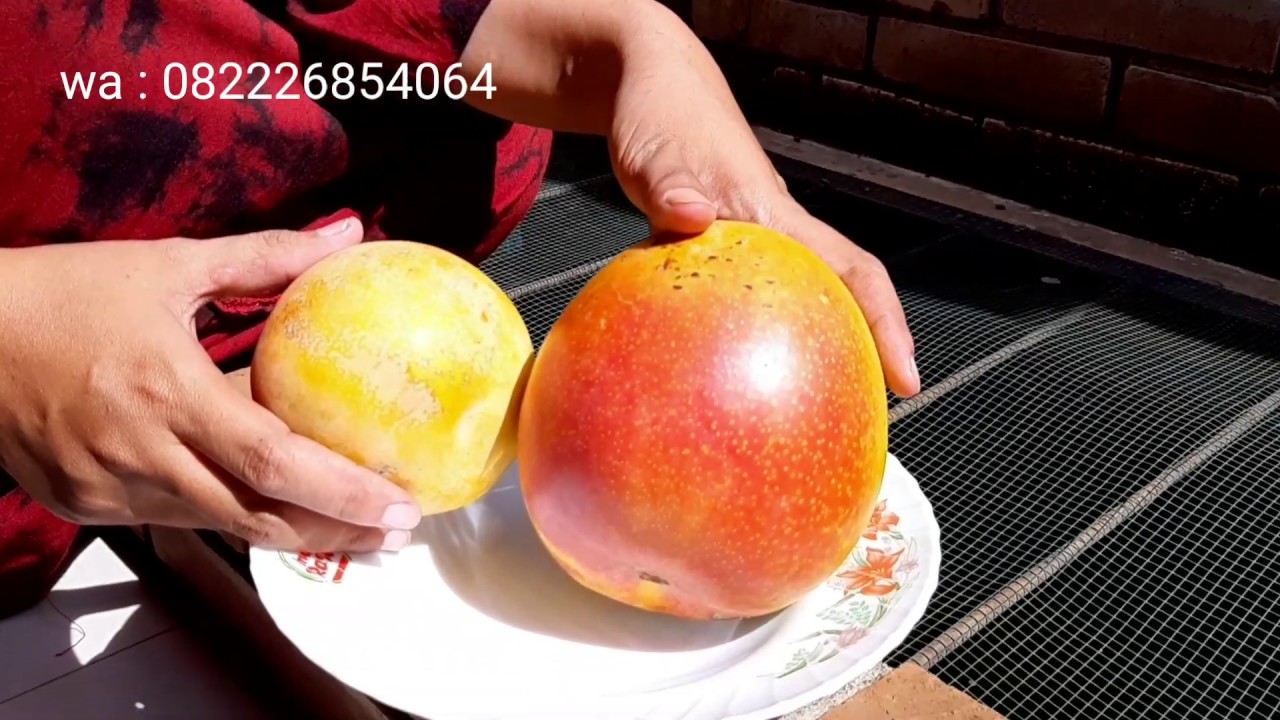 Mangga R2E2 atau mangga agrimania - YouTube