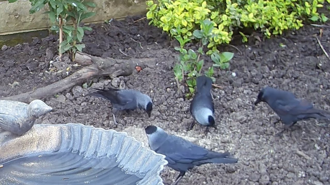 Spot the juvenile jackdaw! Not sure he is a fledgling, but he is a ...