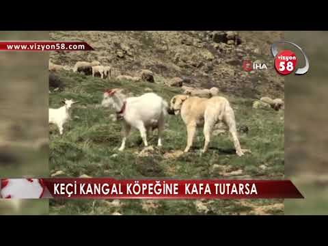 KEÇİ KANGAL KÖPEĞİNE  KAFA TUTARSA