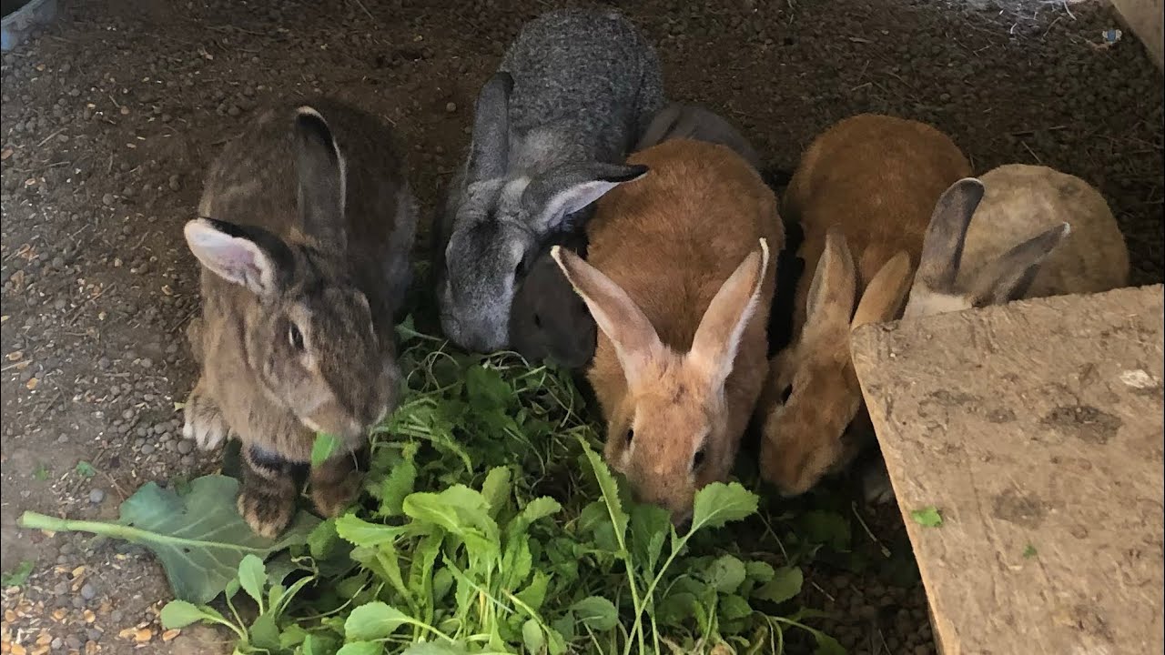 We Raise Our Rabbits In A Colony - YouTube