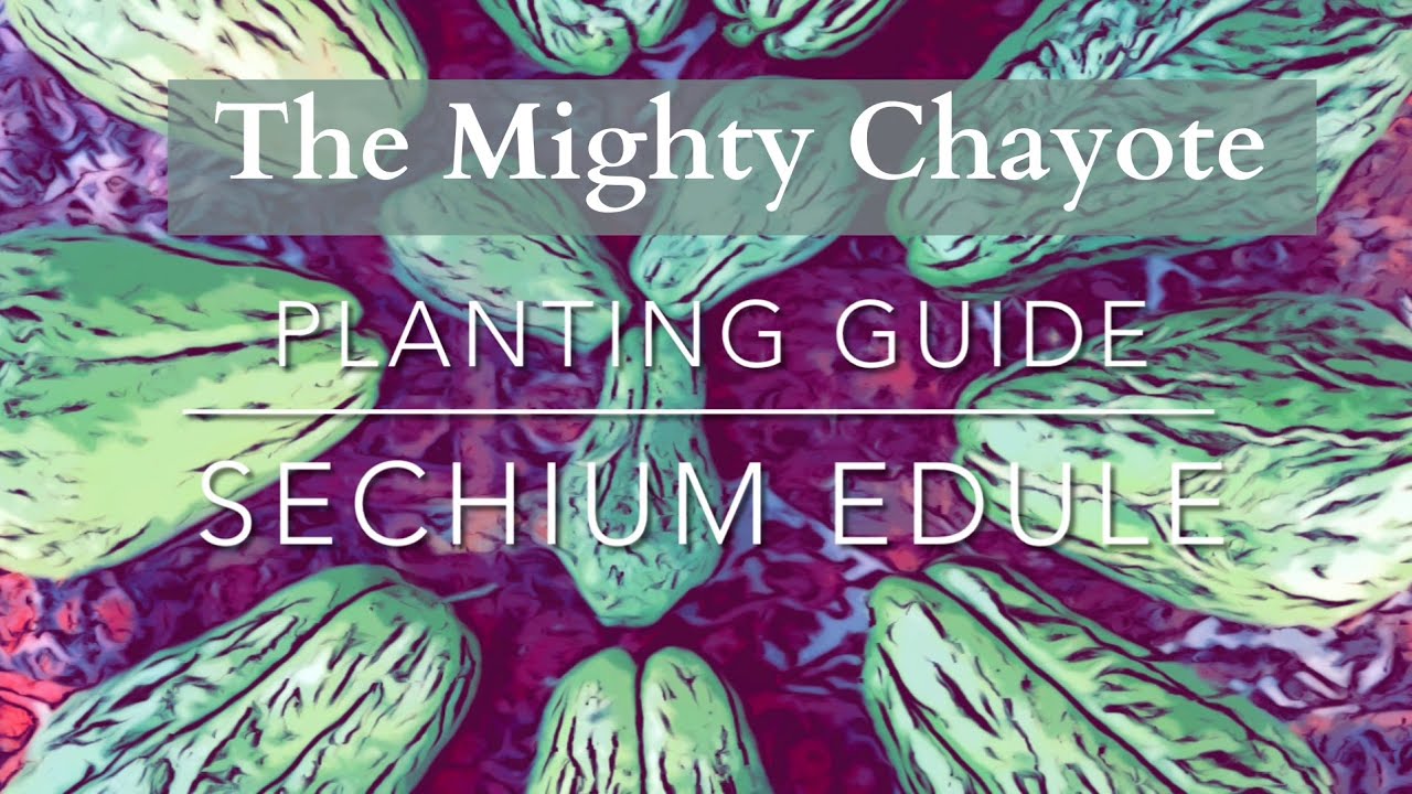 A complete guide to growing chayote - YouTube