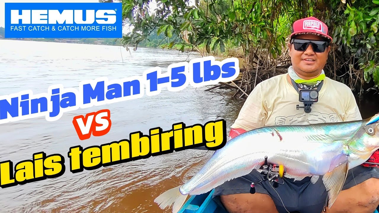 Joran HEMUS NINJA MAN melengkung tajam di tarik LAIS TEMBIRING BESAR ...