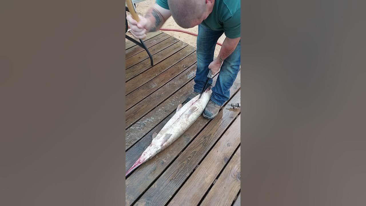 Quickly break through alligator gar armor - YouTube