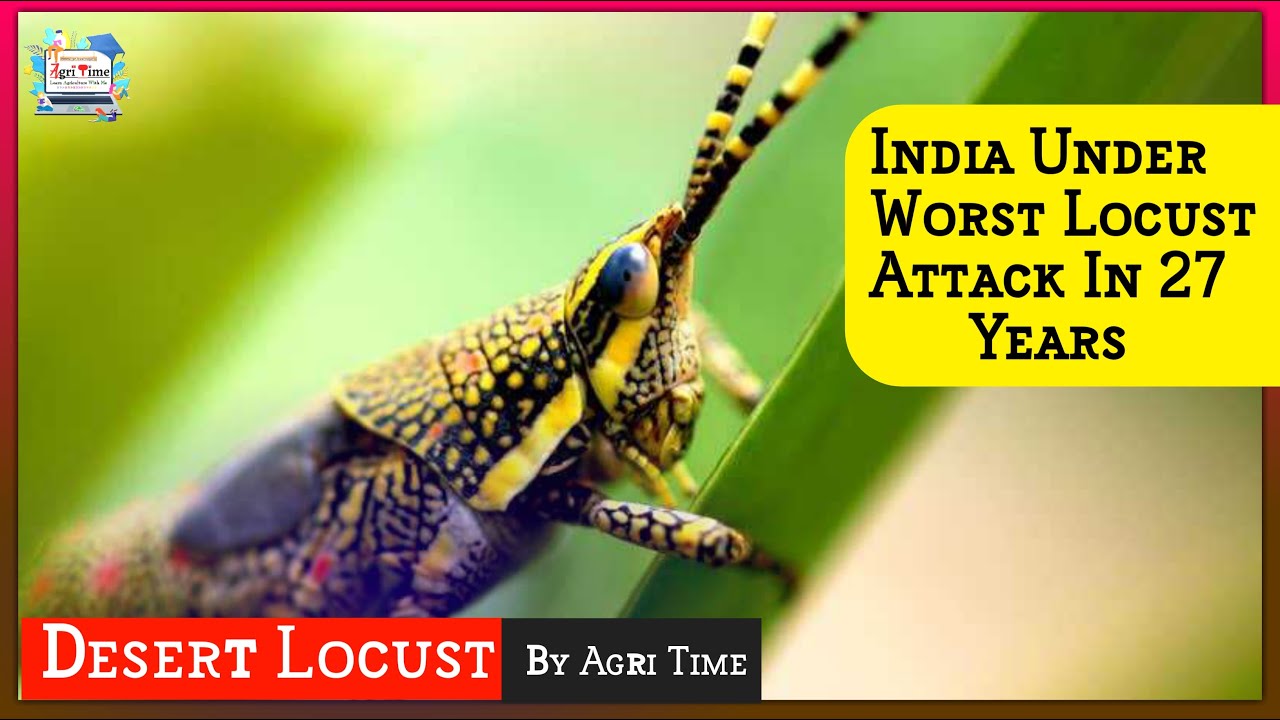Locust Attacks In India 2020 | Desert Locust In India | टिड्डा | By ...