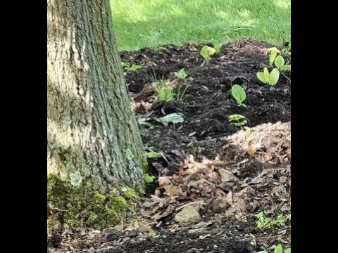 Making the Most of Your Tree with a Soft Landing Garden - YouTube