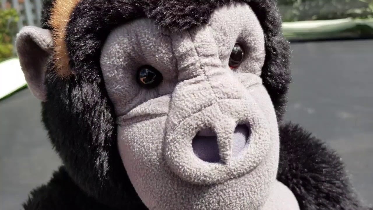 Jcs movie:Alf's bird - YouTube