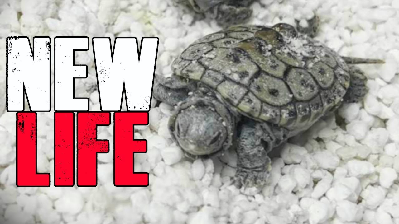 Hatching Baby Turtles! Baby diamondback terrapins with yolk and egg ...