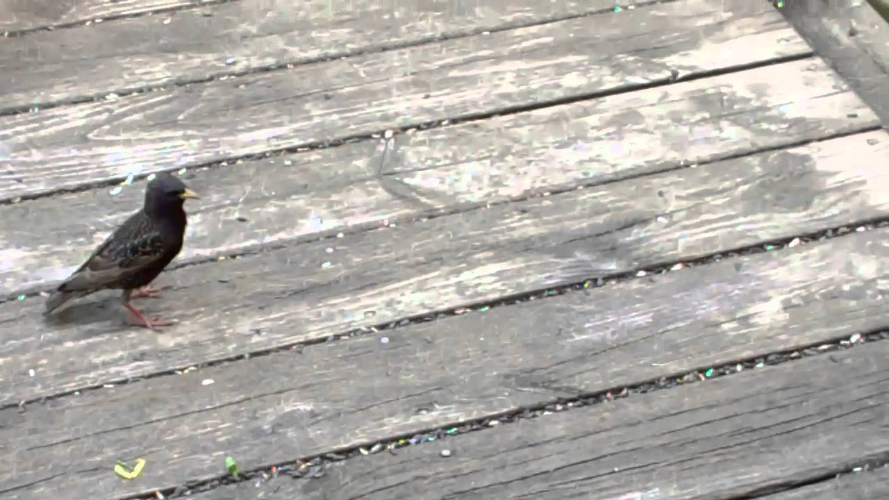 SOOTHING SOUNDS OF A BABY BIRD CALLING MOMMY - YouTube