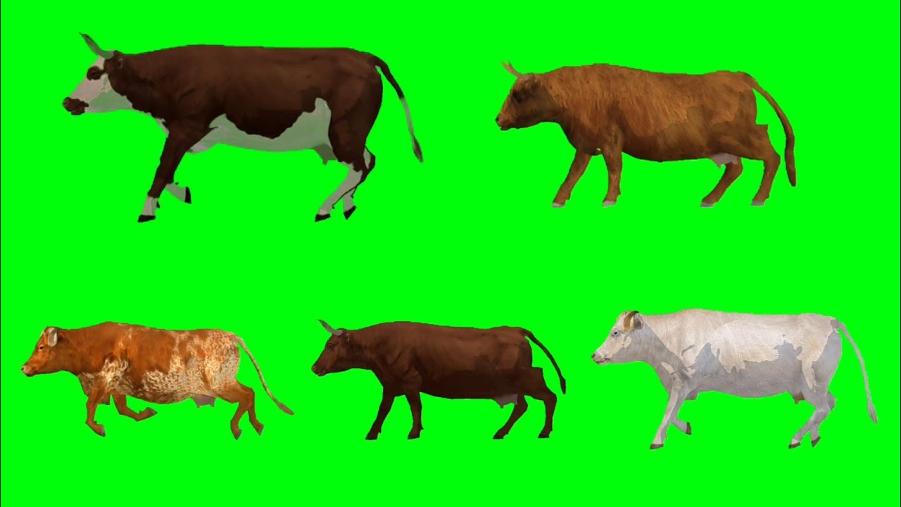 Cow animal running video || green screen video #greenscreeen #animal # ...