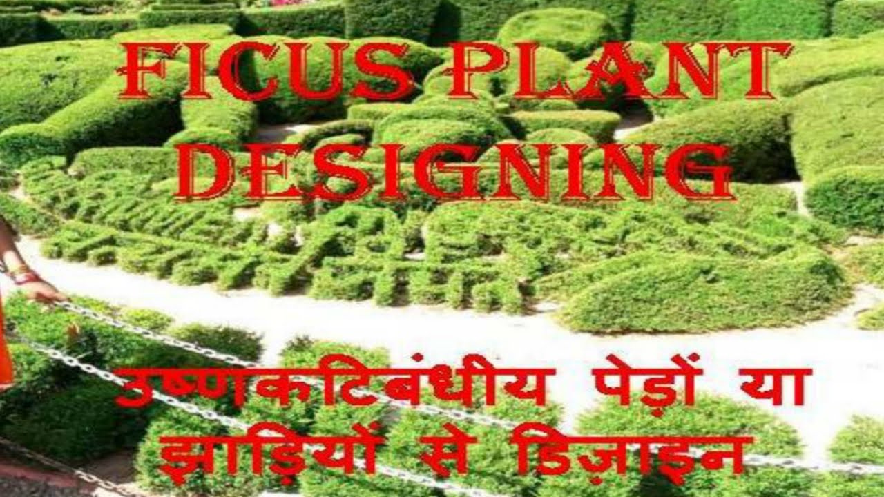 Ficus Plant Designing, खरपत्री पेड़ो से डिज़ाइन - YouTube