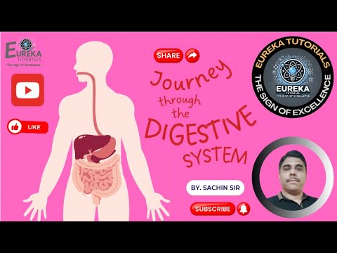 How Does Your Digestive System Work? | Organs & Functions | - YouTube