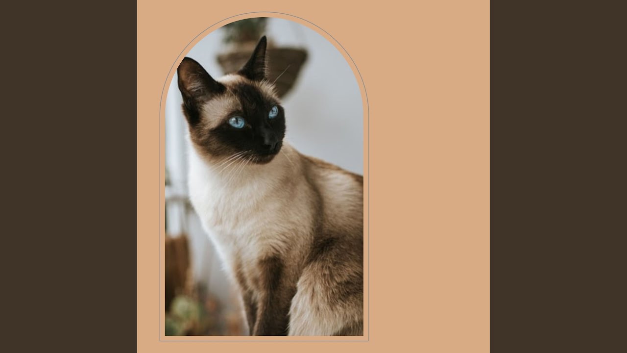 Sprightly Ambience for Happy Cat - YouTube