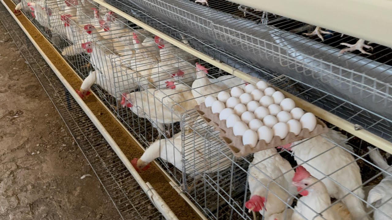 Poultry Farming Business in a Pakistan | Layer Chicks | Hen Farming ...