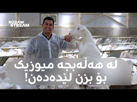 Made In Kurdistan- مەید ئین کوردستان- گەورەترین کارگەی هەڵەبجە: میوزیک بۆ بزن لێدەدەن!