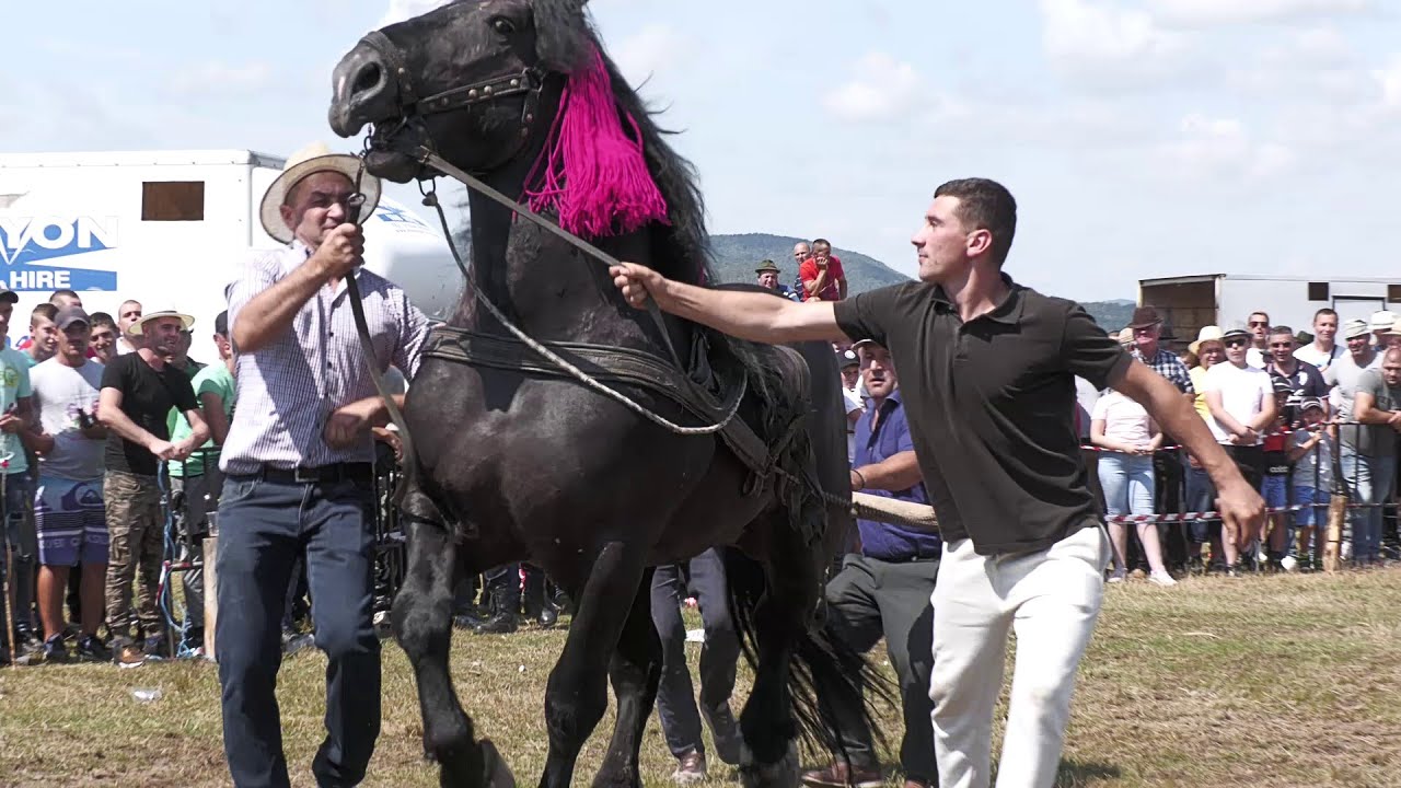 Cai Probe de tracțiune la simplu Negrești Oaș 7 August 2021 prima parte ...