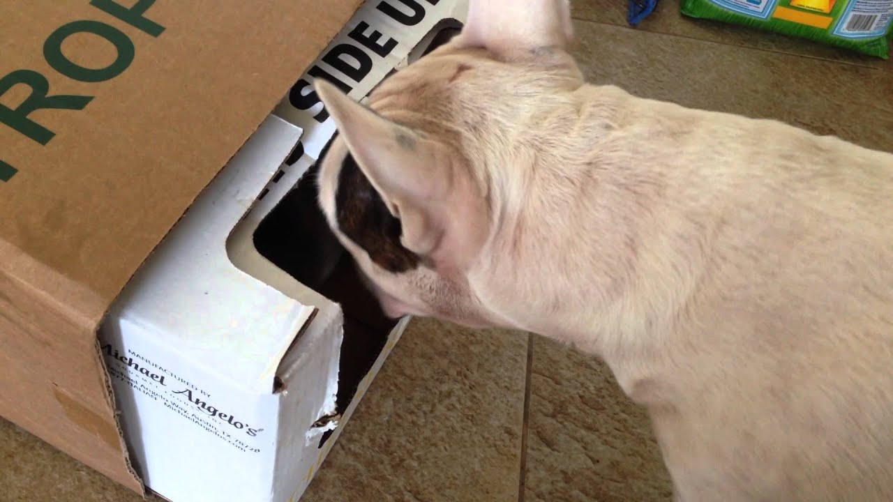 Tom and Jerry boxing match - YouTube