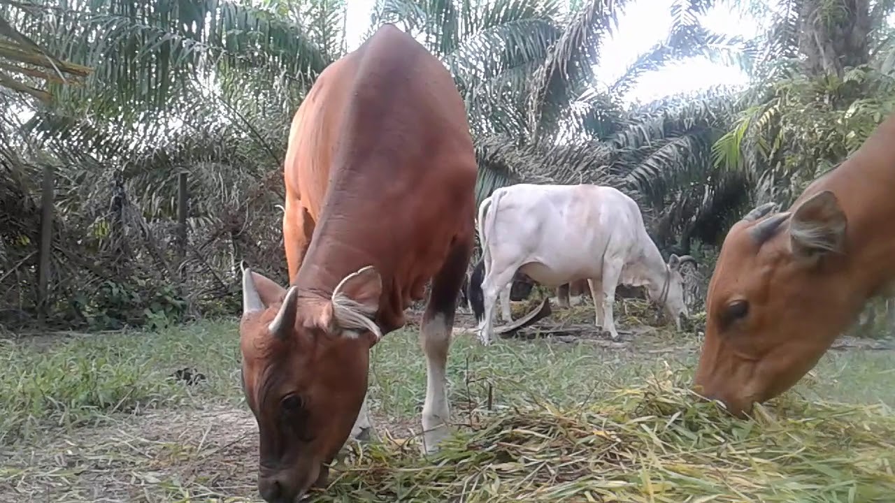 Sapi Bali Unggulan Lokal Asli Indonesia - YouTube