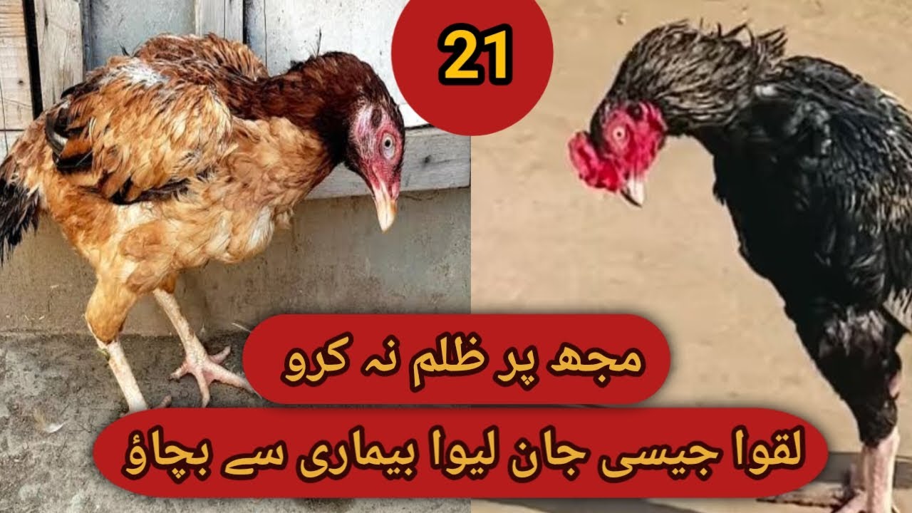 Complete knowledge Laqwa treatment in chicken farming | Aseel | Desi ...