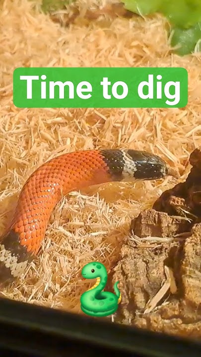 Digging snake peekaboo! 🐍 - YouTube