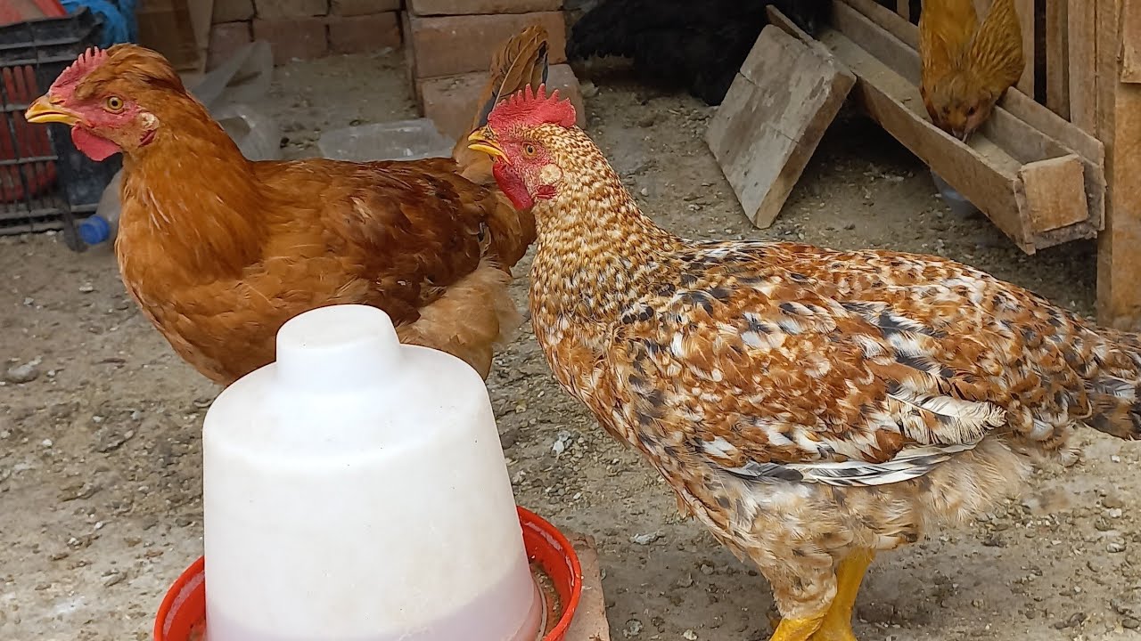 ¿Que g3llo 🐓 es mejor ? - El criollo mejorado o pavipollo - YouTube