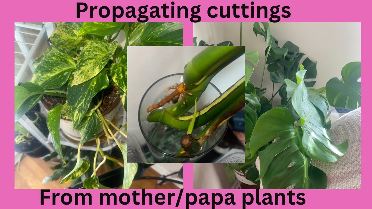 How to properly Propagate monstera and Pothos plants in water - YouTube