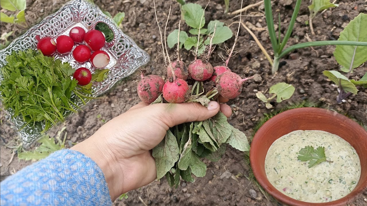 Red radish aur daniya ki special chatni/ Red radish and fresh coriander ...