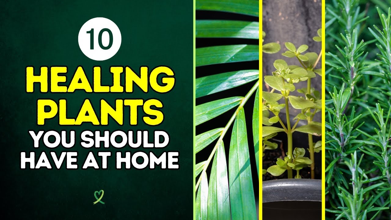 These 10 Healing Plants Are The Healthiest To Have In Your Home - YouTube
