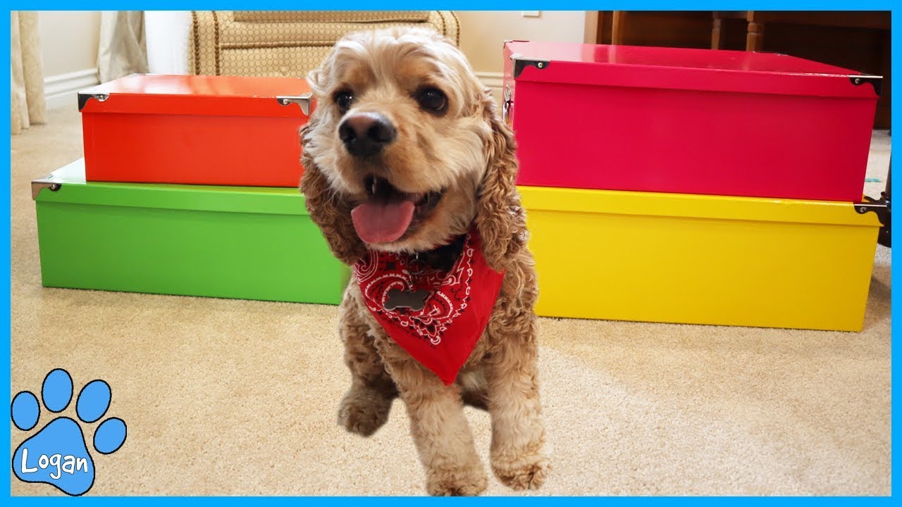 Don't Choose The Wrong Mystery Box Dog Challenge / Logan The Adventure ...