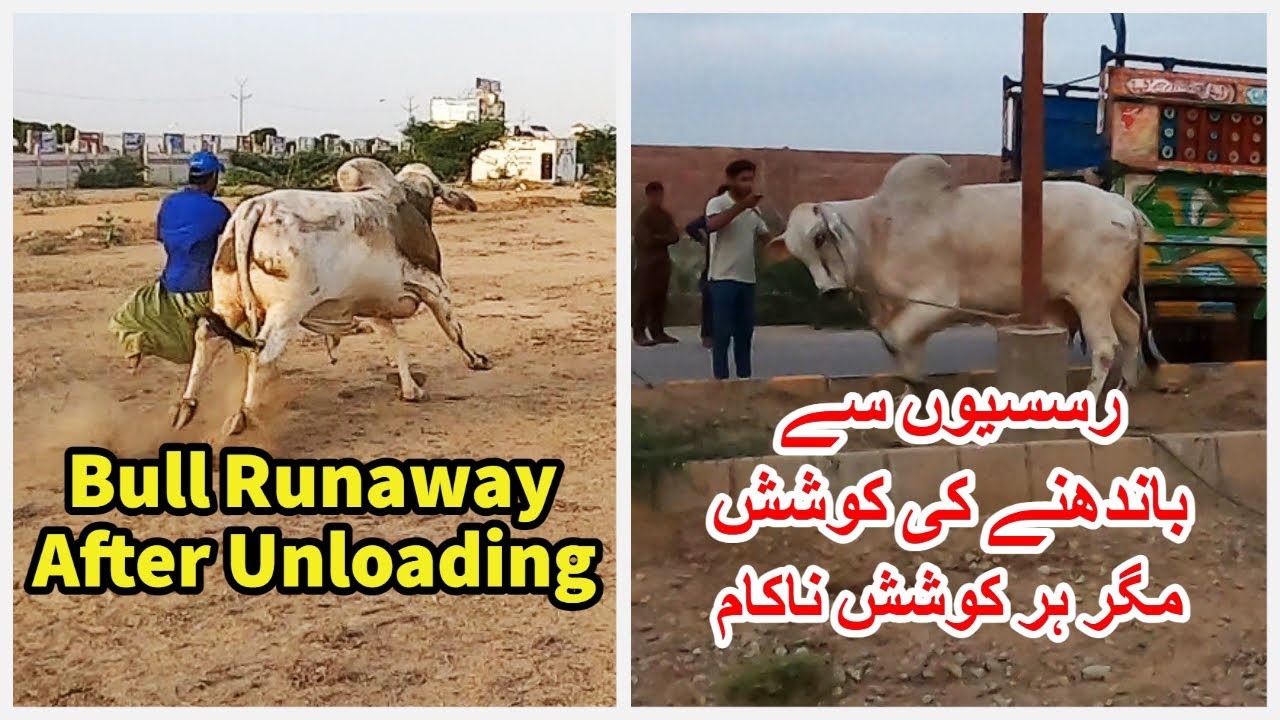 Bull Runaway During First Truck Unloading. Northern Bypass Mandi - YouTube