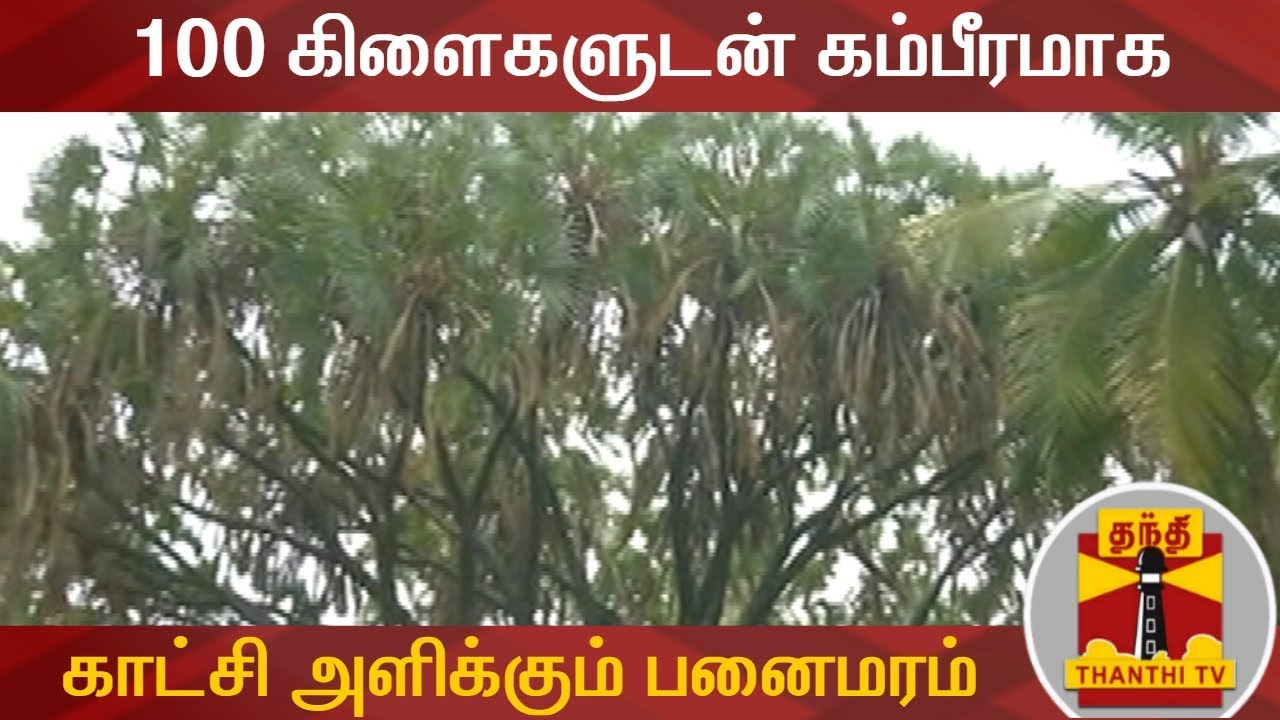 100 கிளைகளுடன் கம்பீரமாக காட்சி அளிக்கும் பனைமரம் | Palm Tree | Thanthi ...