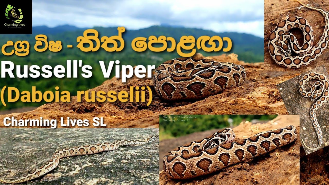 Snakes of Sr Lanka | තිත් පොළගා | Russell's Viper | Polaga | Highly ...