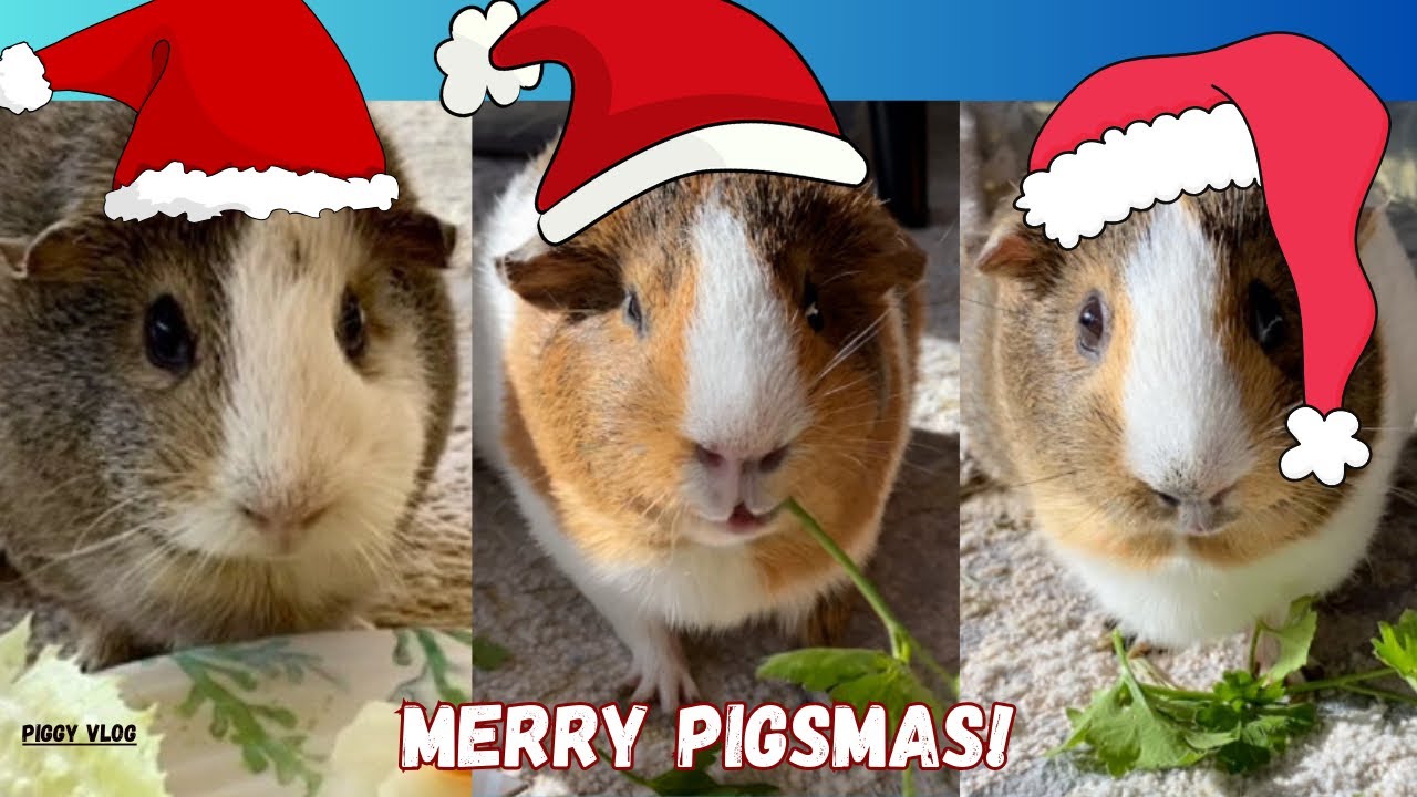 Merry Pigsmas! 20241222 EP181 - YouTube