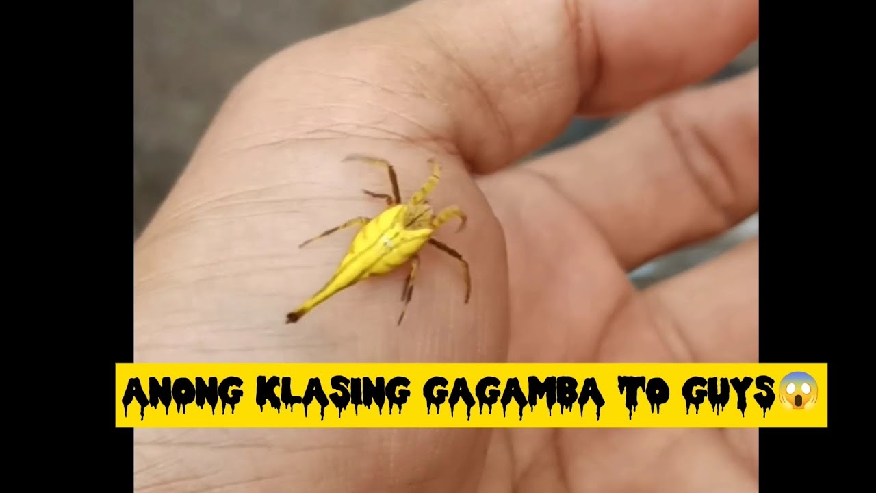 GUYS NAKA HULI AKO NG GAGAMBANG HELCURT😅 ALAM NYO BA KUNG ANONG URI NG ...