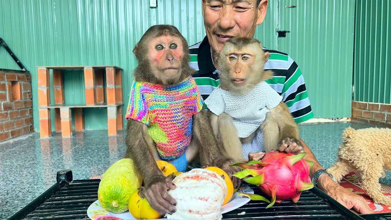 Monkey Sam & Asher is so happy to have a lot of fruit - YouTube