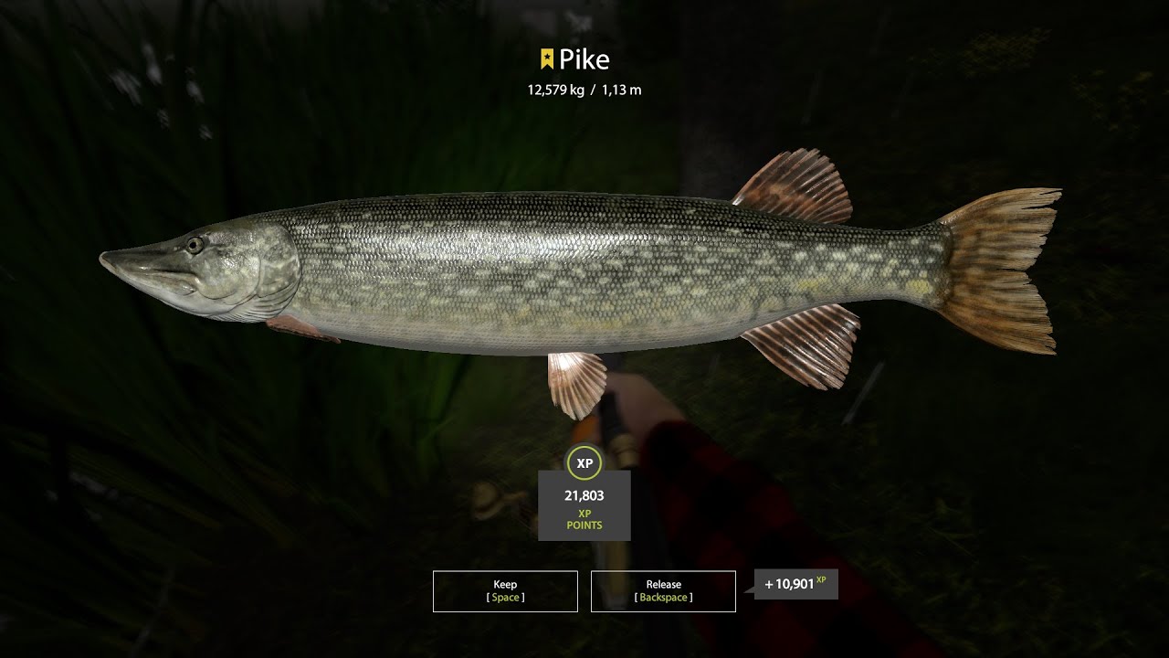 Russian Fishing 4 - Pike Trophy 12,579 kg - Seversky Donets River - YouTube