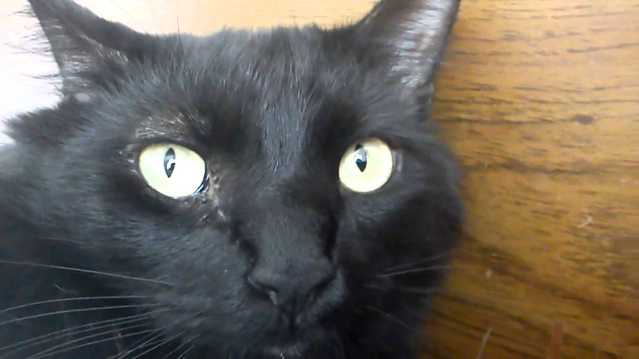 Hobo cat part 1 - YouTube