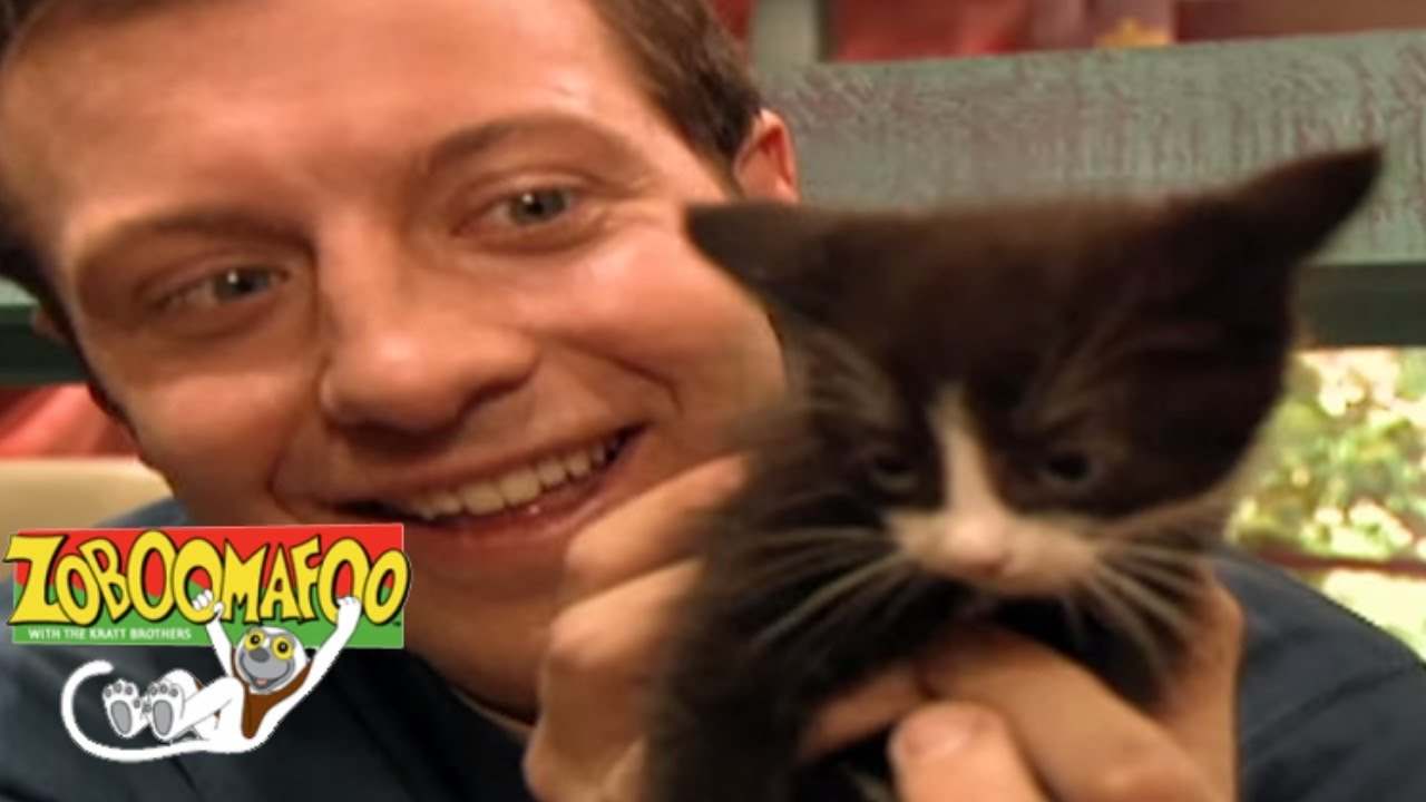 Animals Show For Kids | 🐒 Zoboomafoo 137 - Cats | Full Episode🐒 🐱 - YouTube