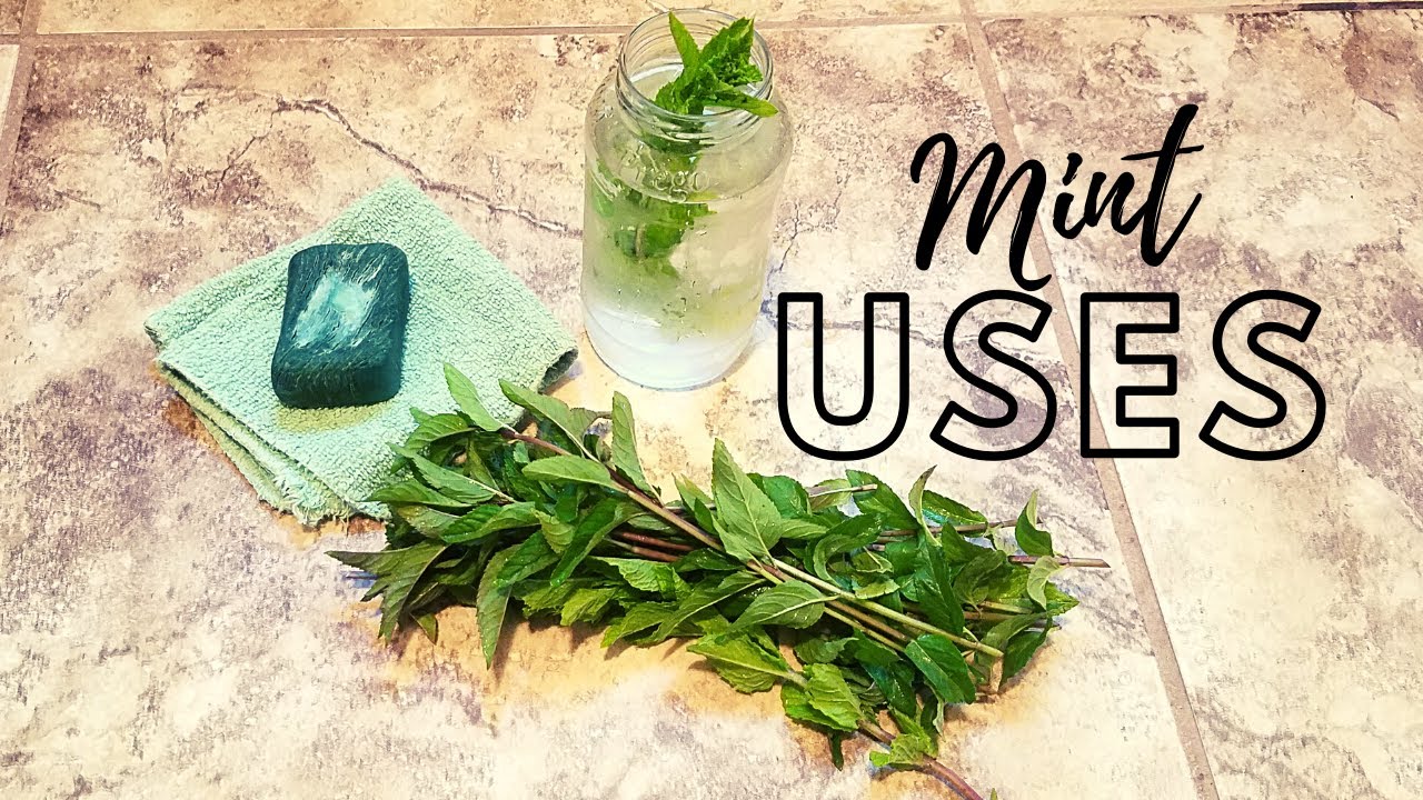How to Use Mint (after harvesting with Dirtpatcheaven) - YouTube