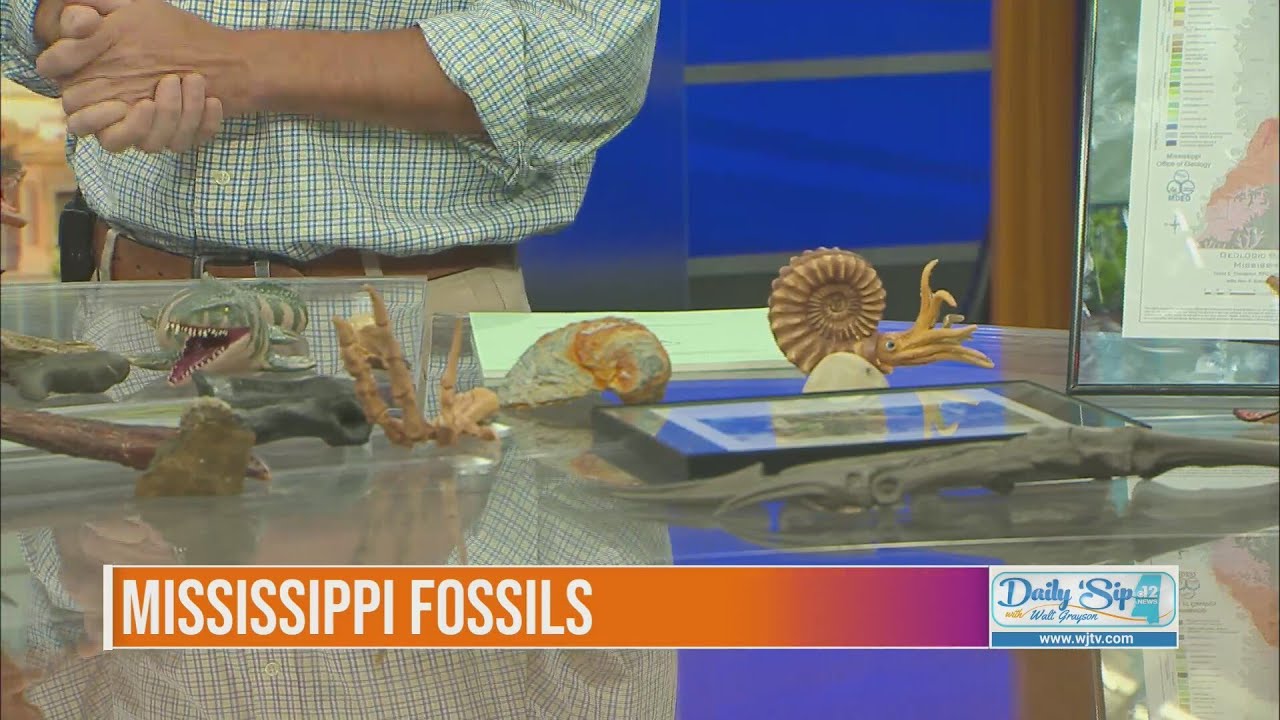 Fossils in Mississippi - YouTube