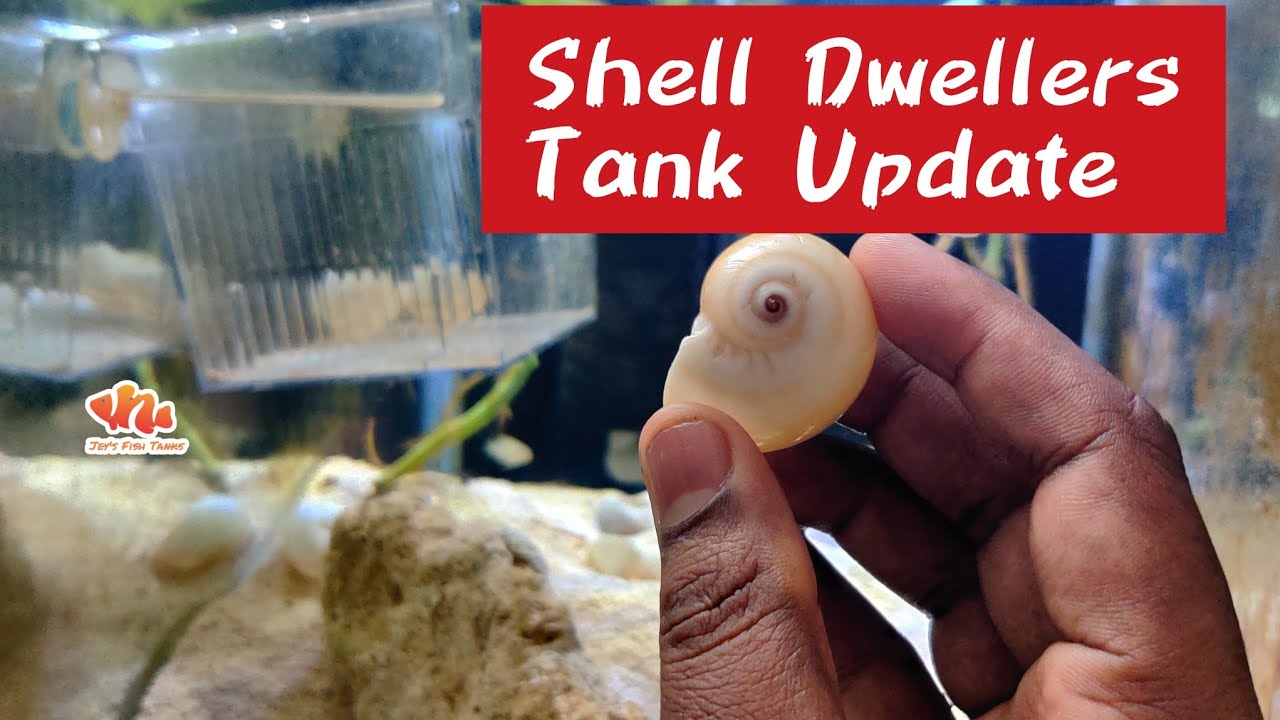 Inside Shells 🐚 Lot of Baby Fish | Shell Dwellers Tank Breeding Update ...